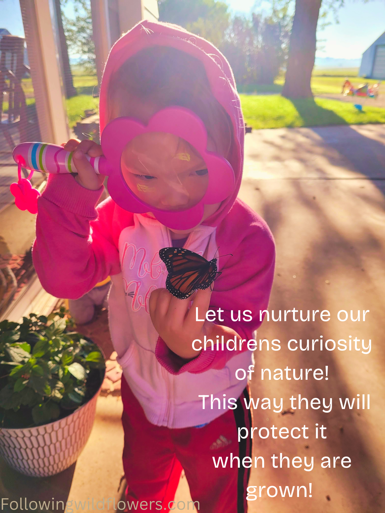 Answer those questions – Following Wildflowers